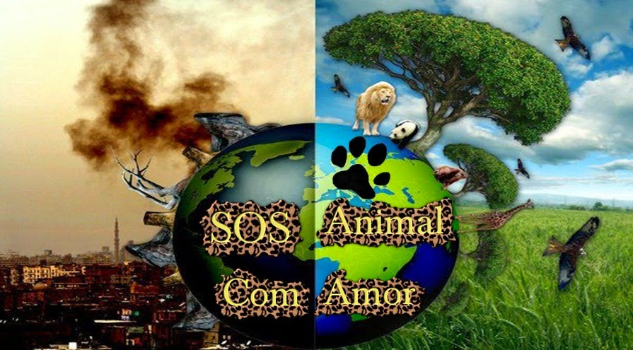 SOS Animal com amor: Como descobrir e tratar de forma fácil a diabetes ... SOS Animal com amor: Como descobrir e tratar de forma fácil a diabetes ...