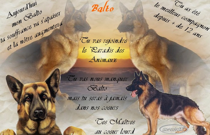 Poeme Pour Mon Chien Qui Est Mort Chien Nouvelles