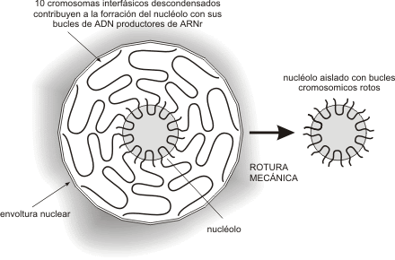 CELULA: ORGANELOS NUCLEARES