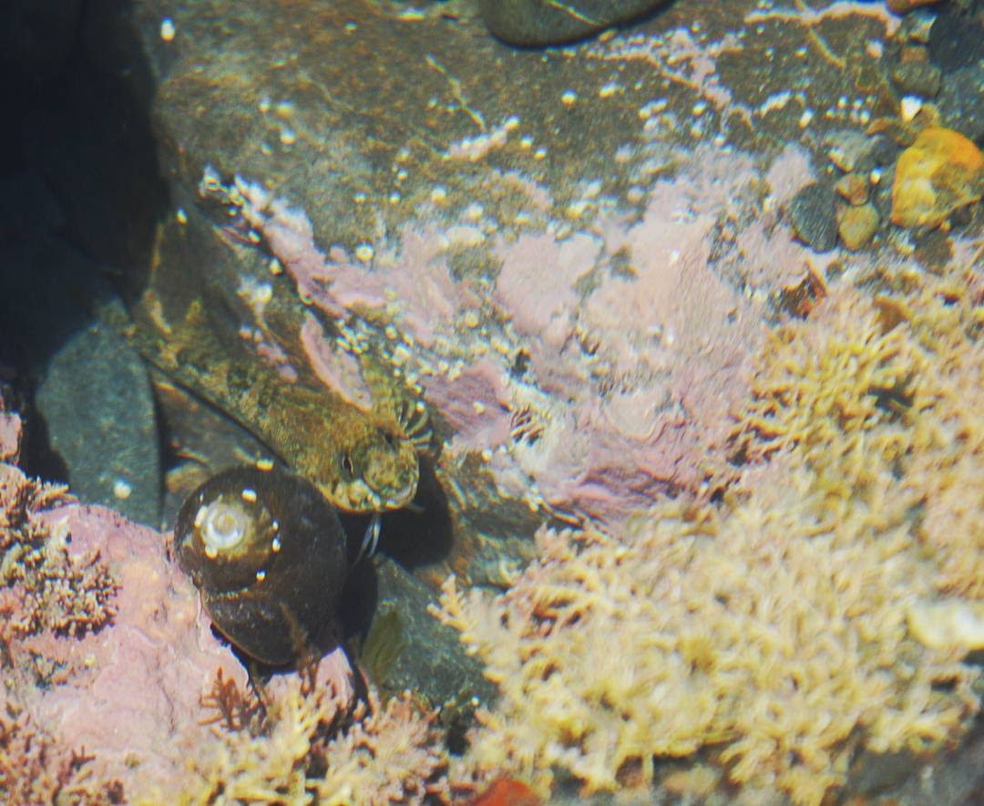Rock pool fish (at Island Bay, New Zealand)