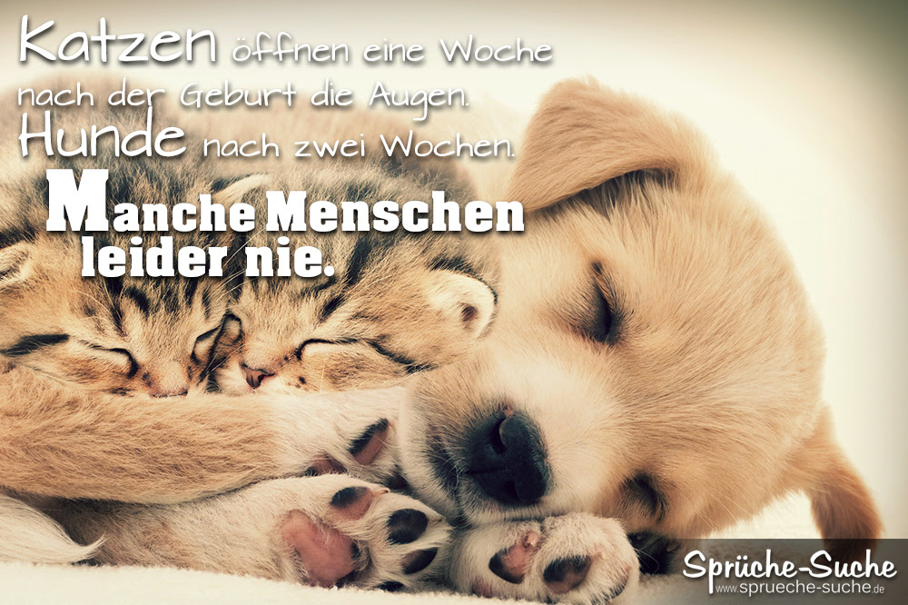 Schöne Zitate über Hunde | zitate oder sprüche Schöne Zitate über Hunde | zitate oder sprüche