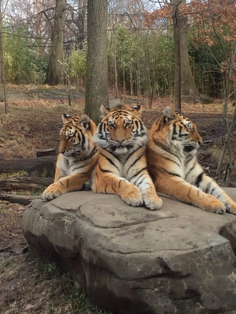 New York City Spot: Tiger cubs at the Bronx Zoo