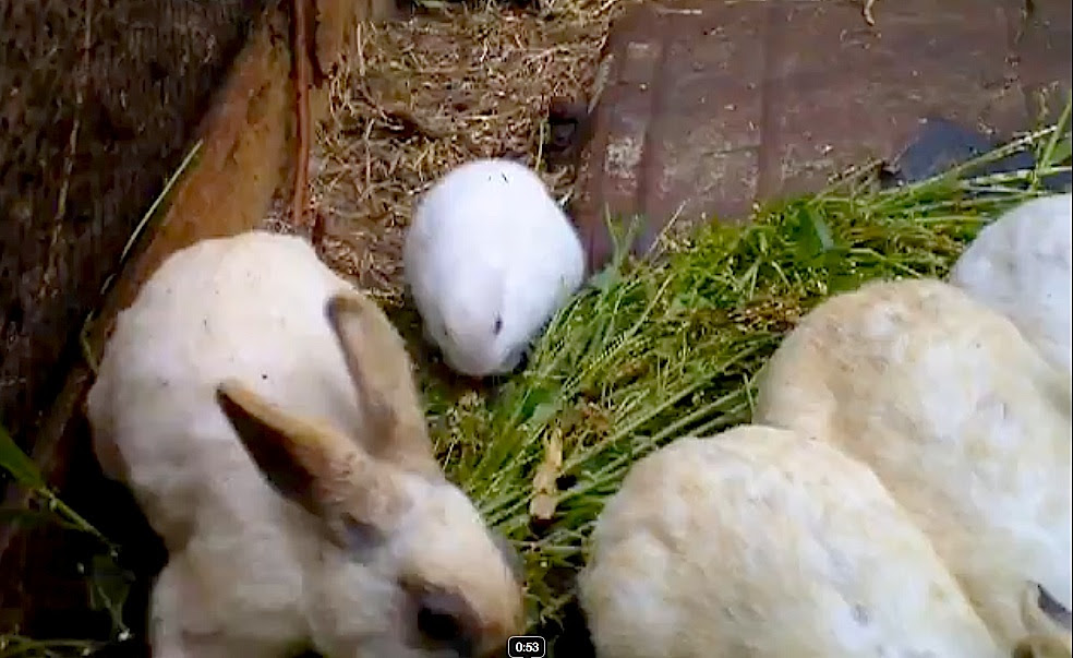 Alternative Asian News TV: Fukushima Deformed Baby Rabbit w/ No Ears