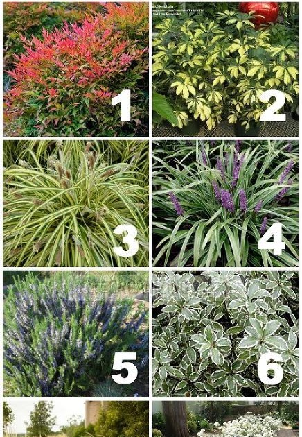 Full Shade Plants California Okejely Garden Plant