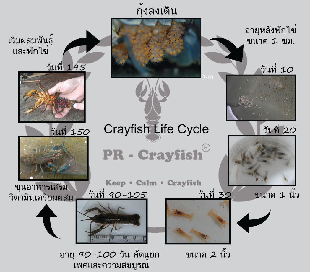PR-CRAYFISH: คุณจะเข้าใจลงจรชีวิตของเครย์ฟิชใน 1 นาที