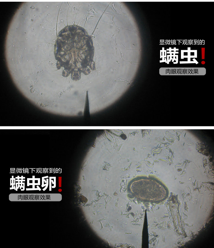 Student Science Experiment Biological Microscope 1600X Animal And Plant ...