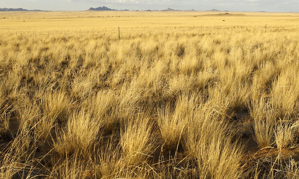 How Does Buffalo Grass Adapt To Grasslands