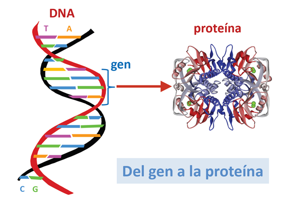 Genética: Genes, cromosomas y alelos Genética: Genes, cromosomas y alelos