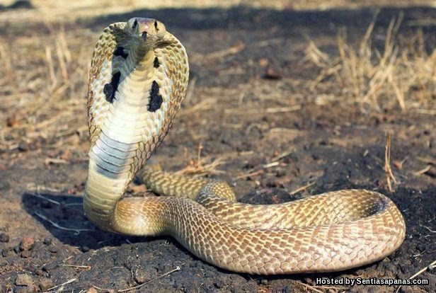10 Spesies Ular Paling Berbisa Di Dunia!