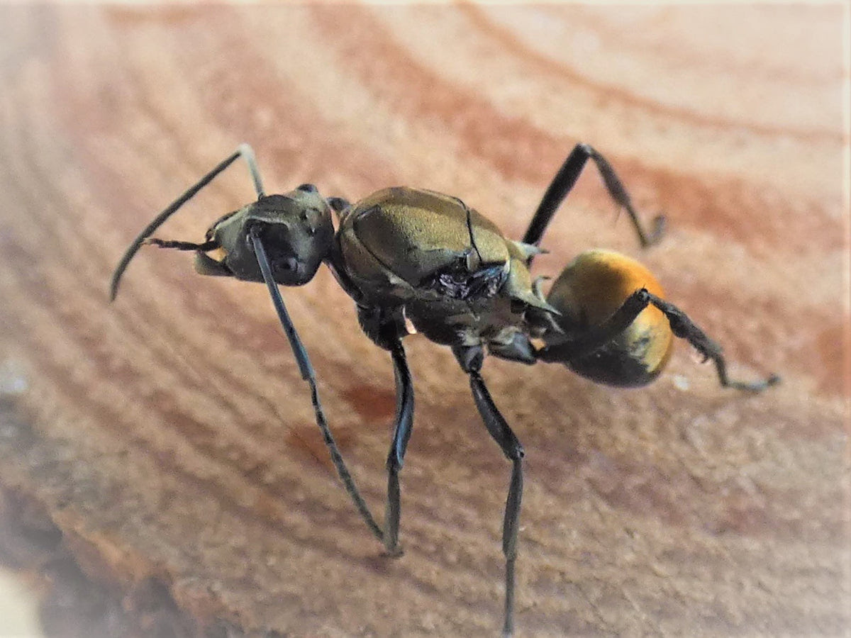 Golden Tail Sugar Ant Queen Bmp Hotenanny