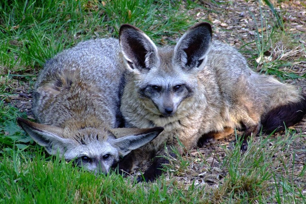 10 Absolutely Majestic Canidae Family Members ~ youshouldknow