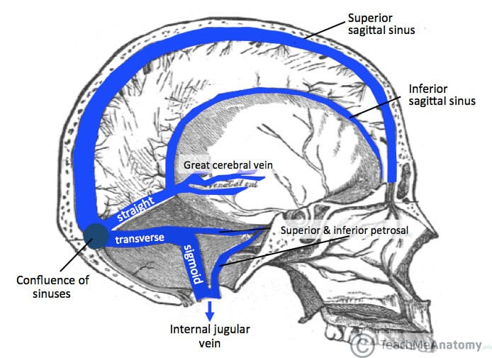 Sinus Drainage Image
