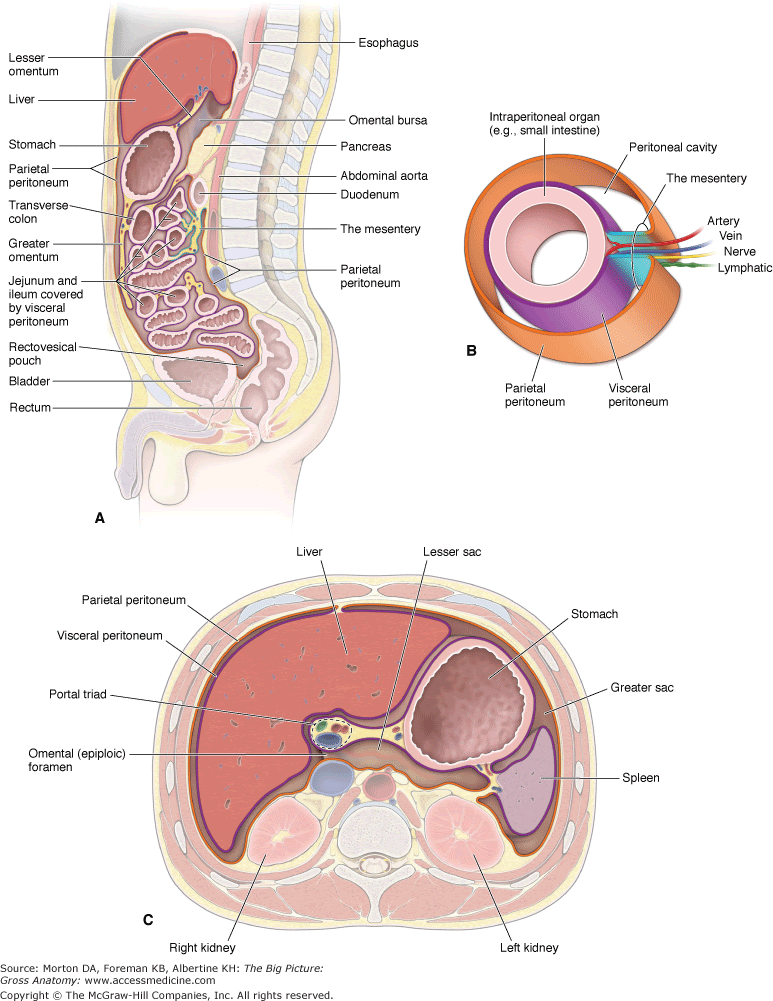 What Is The Peritoneal Cavity Picture Cloudshareinfo