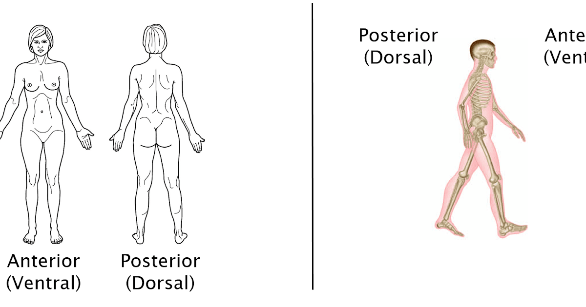 Blank Anatomical Position Human Body Diagram Anatomical Positions - Riset Blank Anatomical Position Human Body Diagram Anatomical Positions - Riset