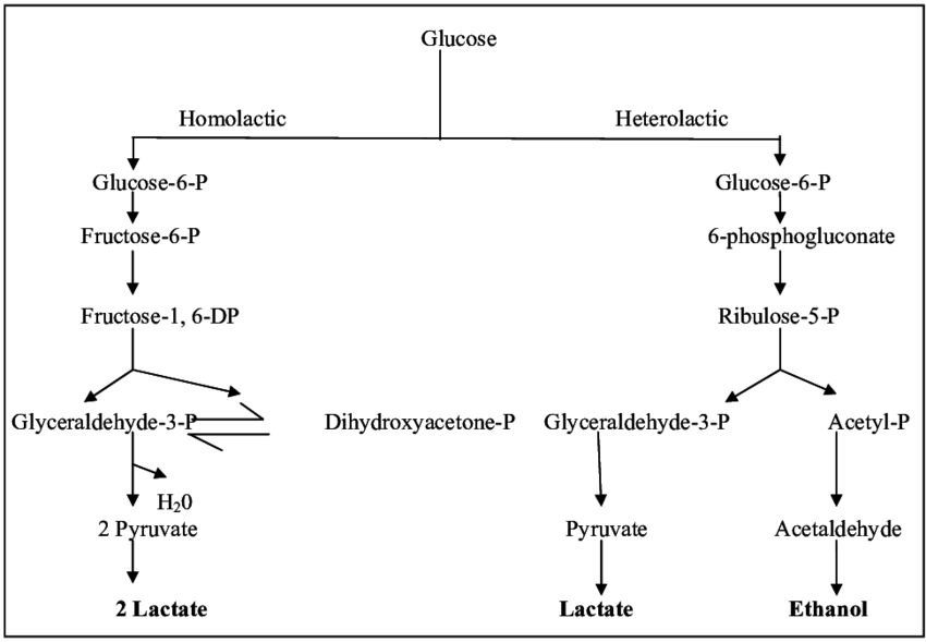 Lactic Acid Fermentation Flow Chart