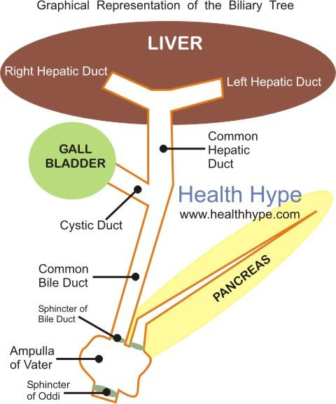 Common Bile Duct Anatomy
